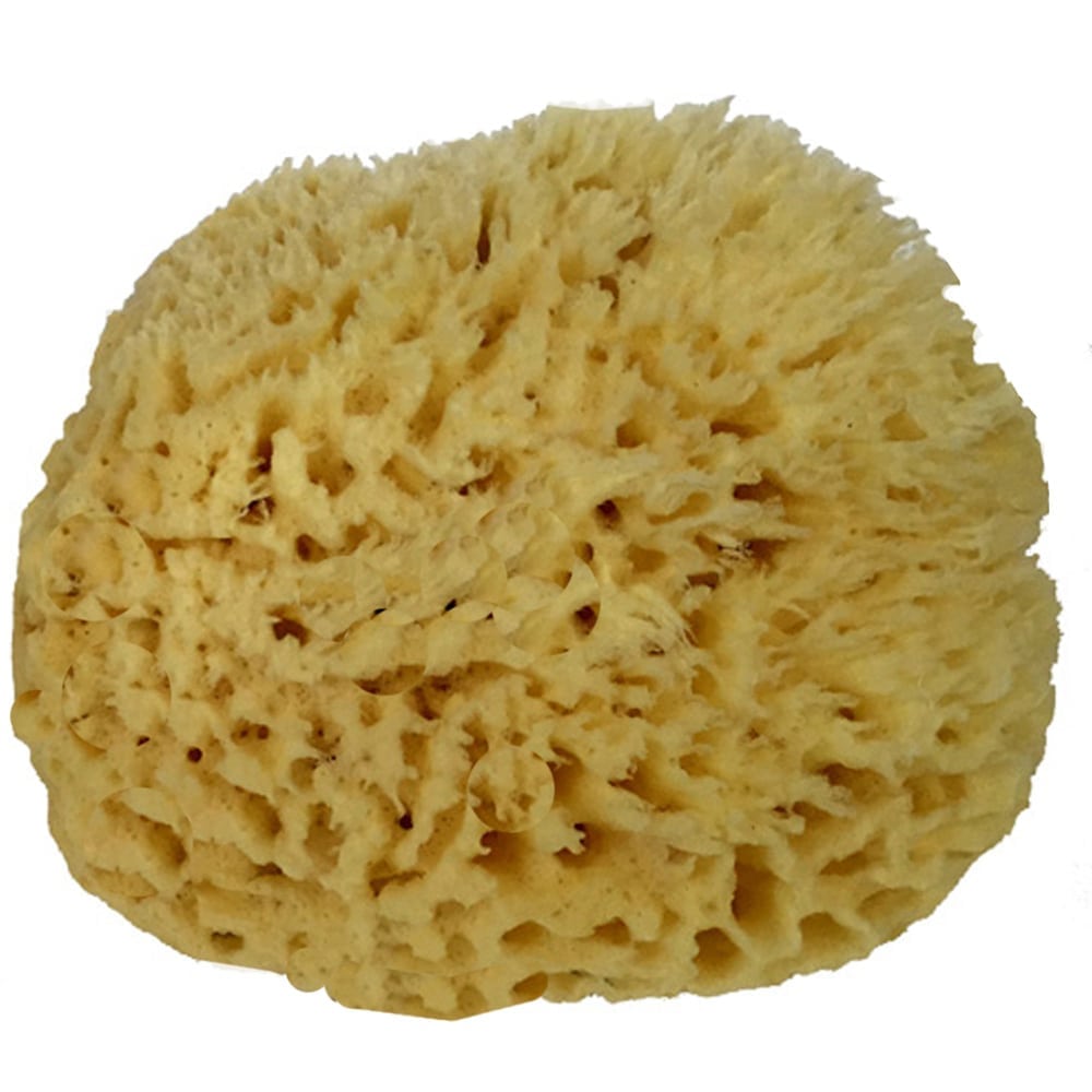 NATURAL SEA WOOL SPONGE 6-7″ “NATURAL RENEWABLE RESOURCE” – Spa ...