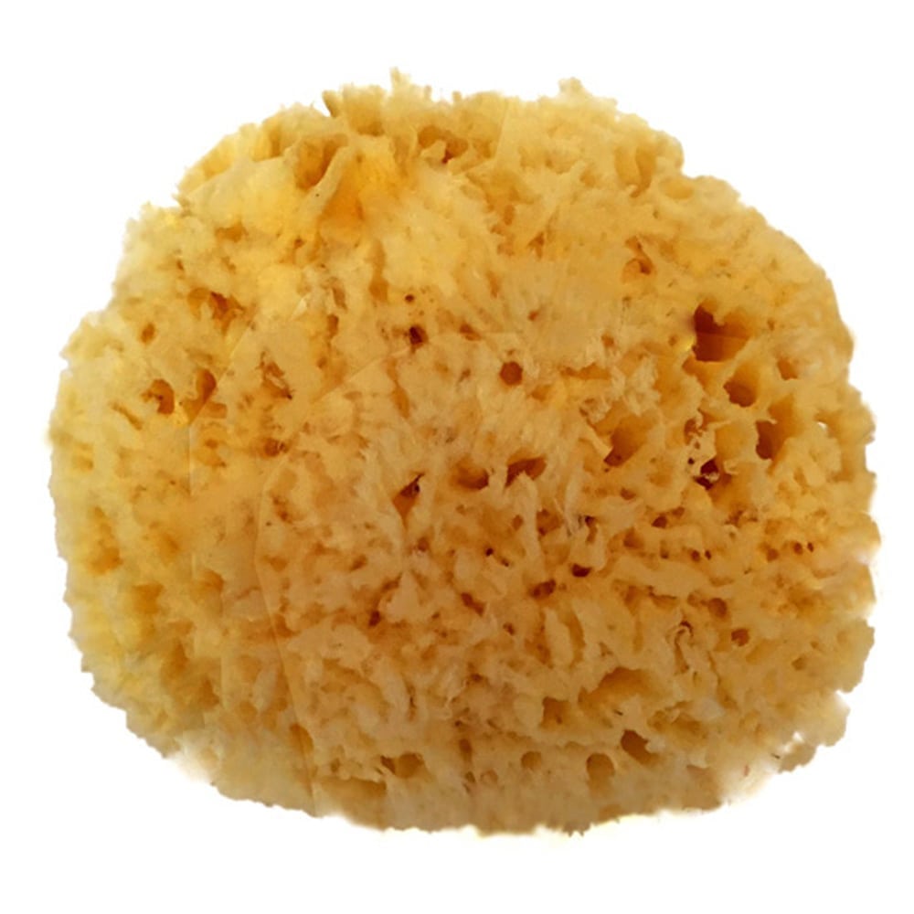 Natural Sea Wool Sponge (5–6”) Ultra Soft, Rich Lather Bath & Shower S ...